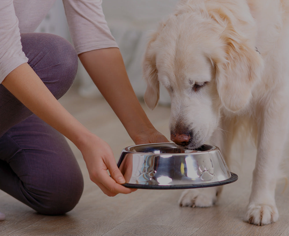 Nutrition & Santé - Open Range Pet Treats - French